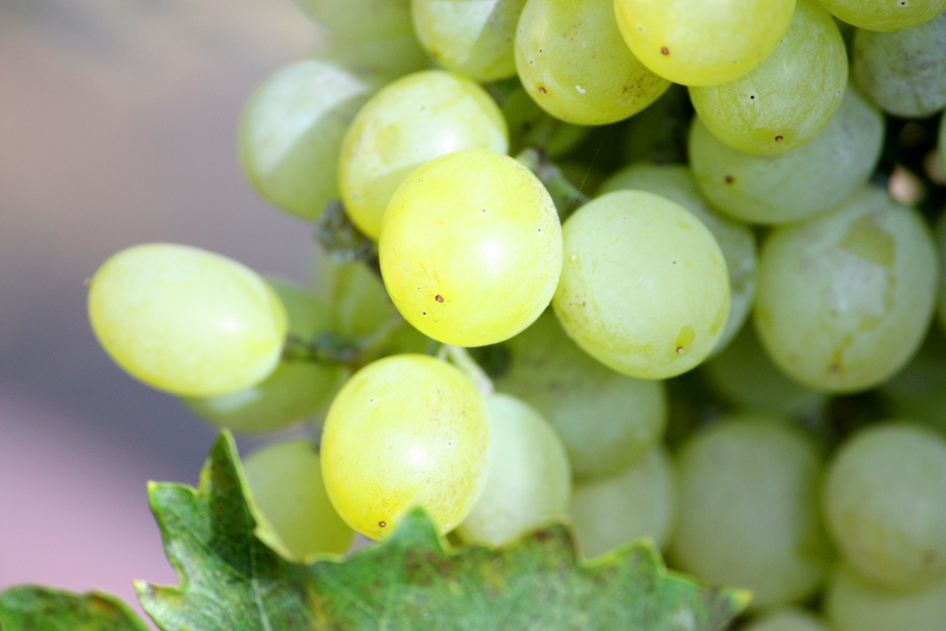 Charming Chardonnay: All About The World’s Most Popular White Wine