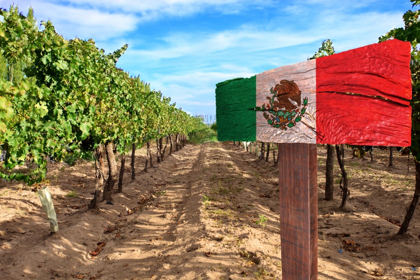 6 Best Mexican Wines To Try